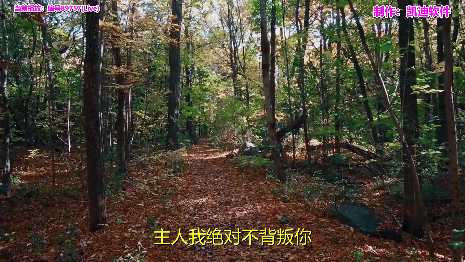 经典老歌500首怀旧歌曲大全下载《编号89757(Live)》