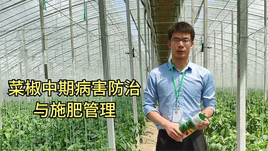 大棚菜种植:菜椒中期病害防治与施肥管理