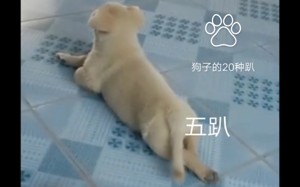 狗子的各种趴,你见过几种?这狗有20种趴姿势,看完涨姿势了!