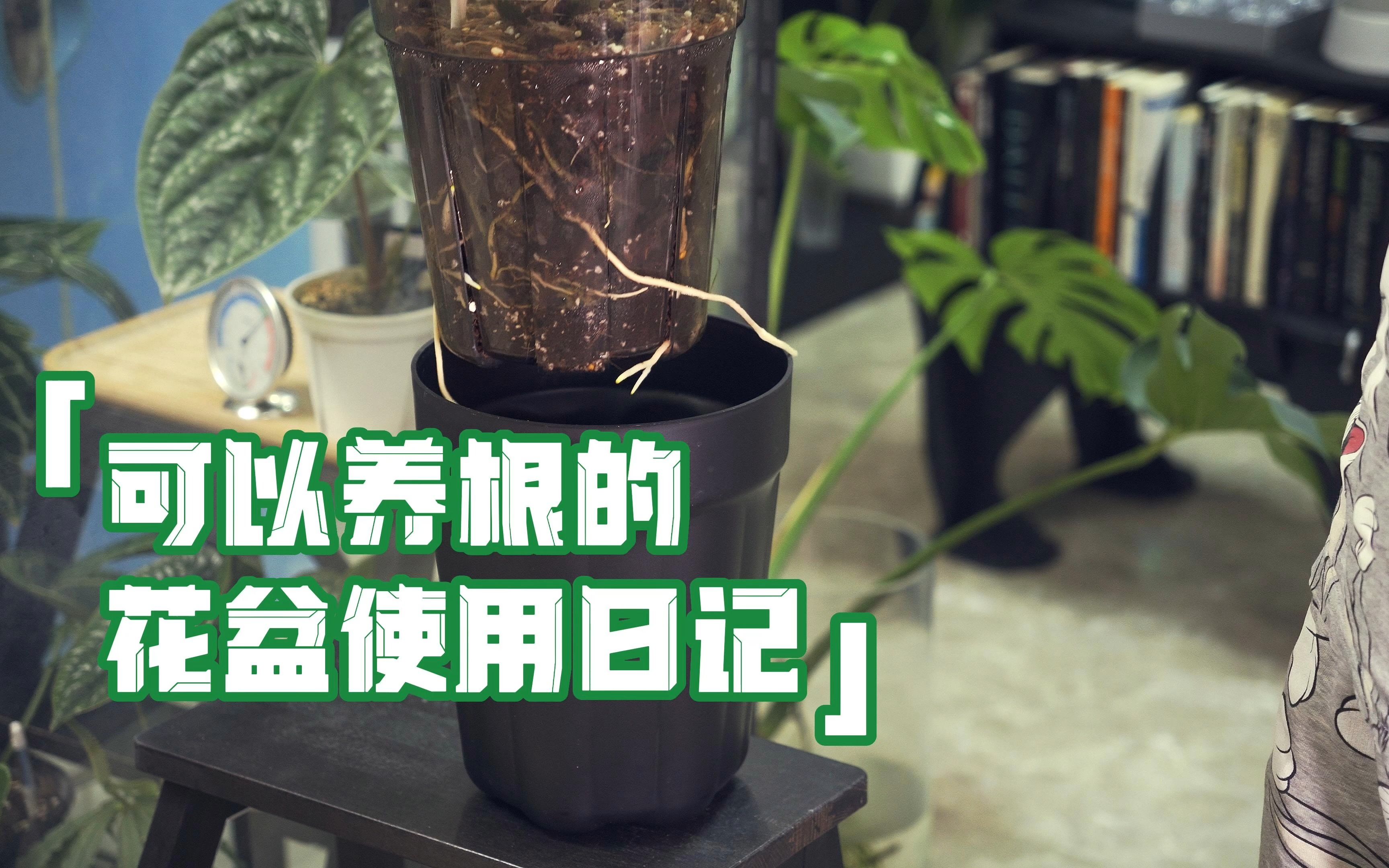 这个可以养根的花盆简直太绝了