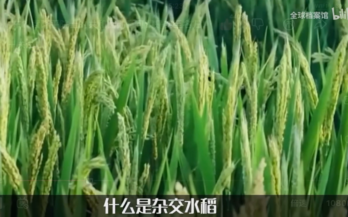 【转载】什么是杂交水稻,通俗易懂的解释