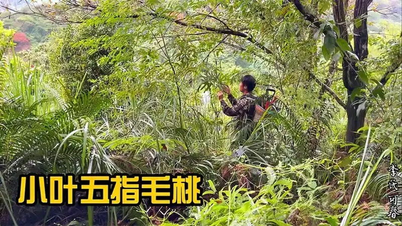 有订单了,上次去找土茯苓时就看中了这棵小叶五指毛桃,刚好挖了