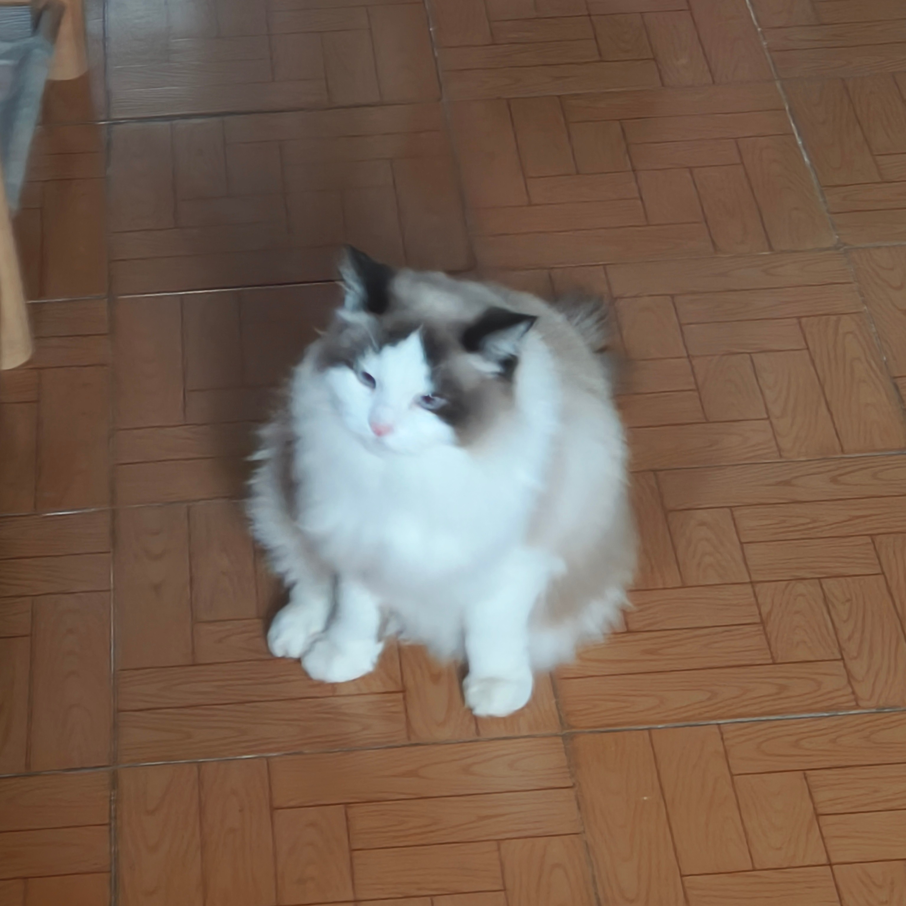 磷银又鸽了 