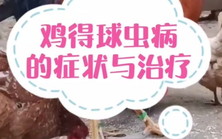 鸡得球虫病怎么办 鸡得球虫病有什么症状 鸡得球虫病用什么 鸡得球虫...