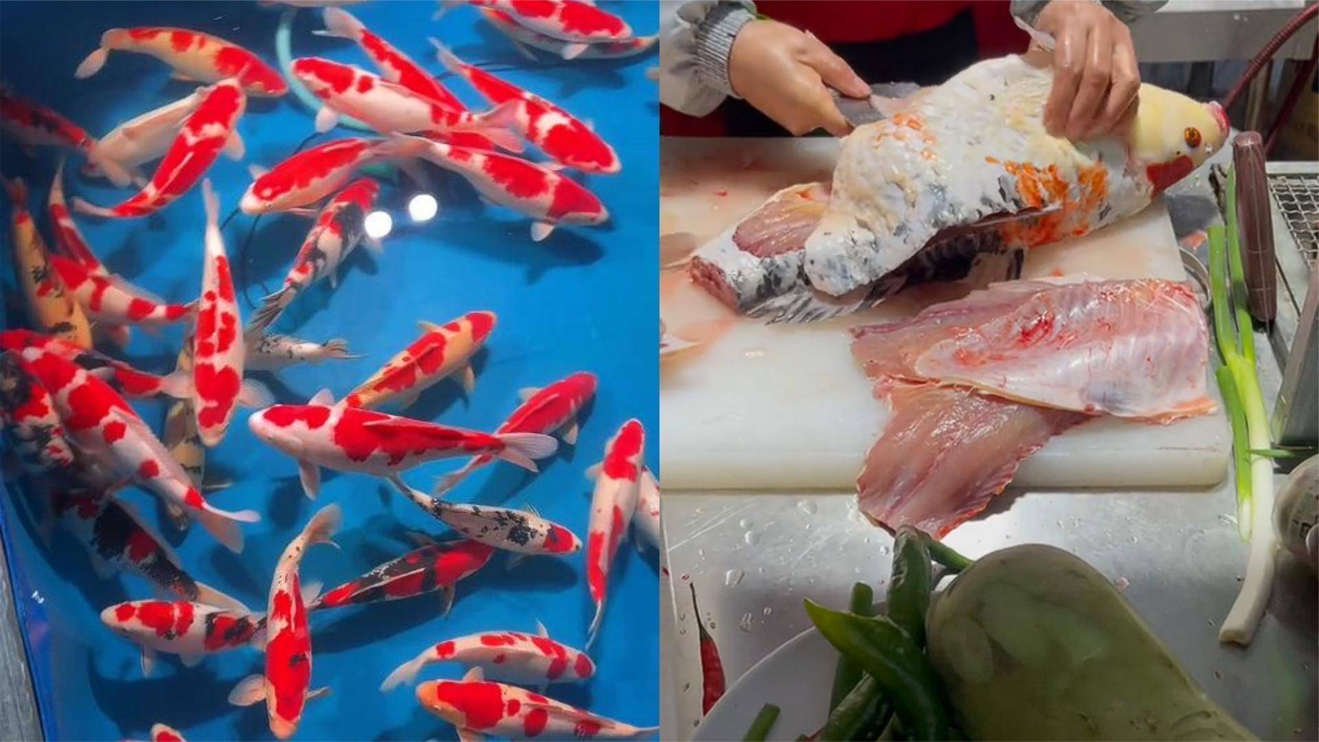 天价锦鲤跳缸身亡,主人不舍丢弃含泪做成酸菜鱼:味道还行