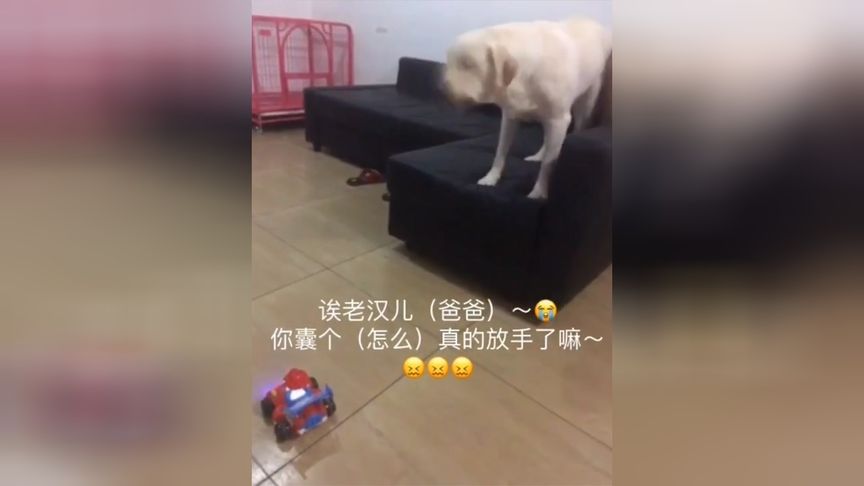 这条会说话的狗跟一辆会动的玩具车打起来了,这画面想想就好笑