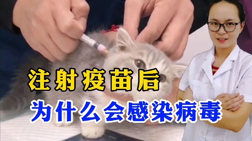 为什么很多犬猫打完疫苗,得了犬瘟细小猫瘟猫传腹?疫苗该怎么打