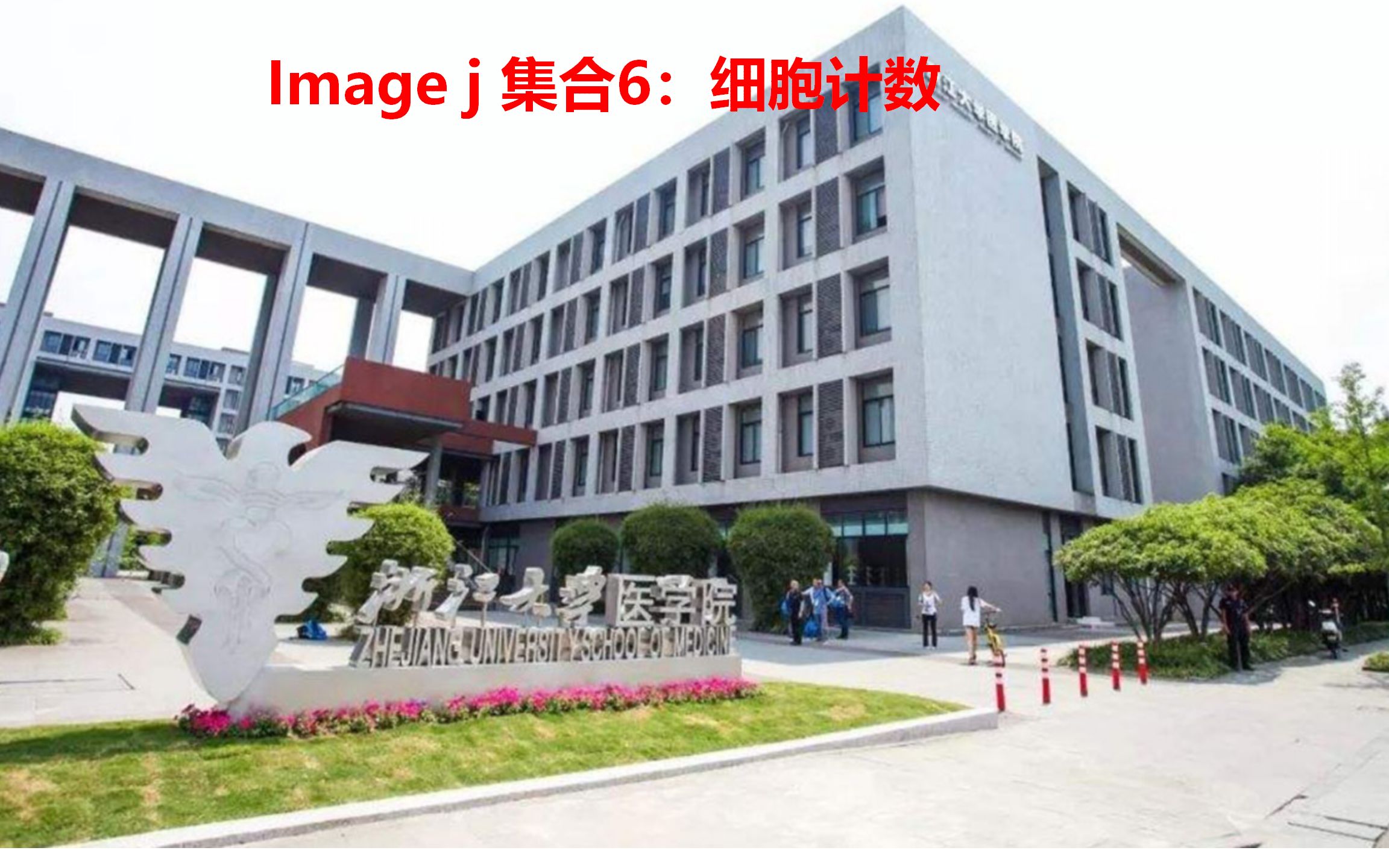 Image j 集合-6.细胞计数