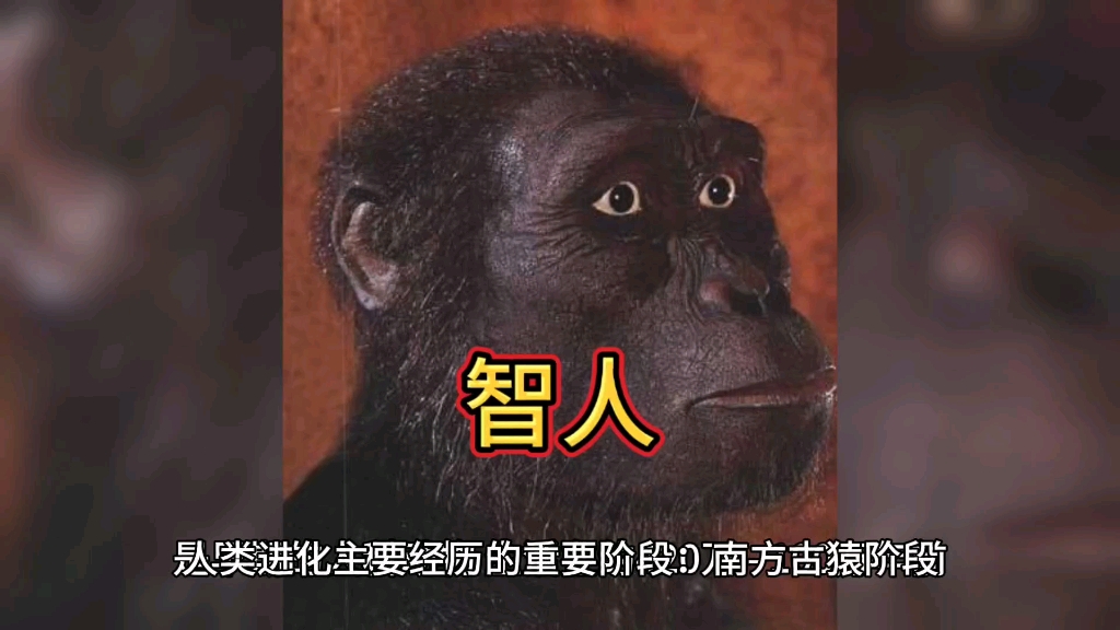 人类在进化过程中经历了哪些重要的阶段?