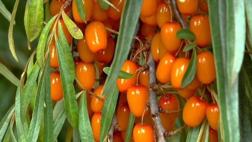 超级水果沙棘,400多种营养于一身,真有那么神奇?!