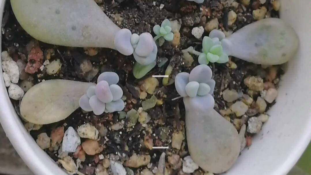 多肉叶插苗生长记录