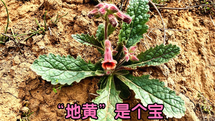 地黄被称为是“男人草”,到底有啥好价值?赶紧了解下吧