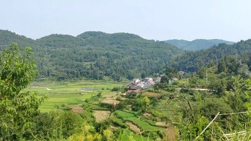 湖南湘西金秋梨上市,网友说屁股凹进去的母梨好吃,是真的吗