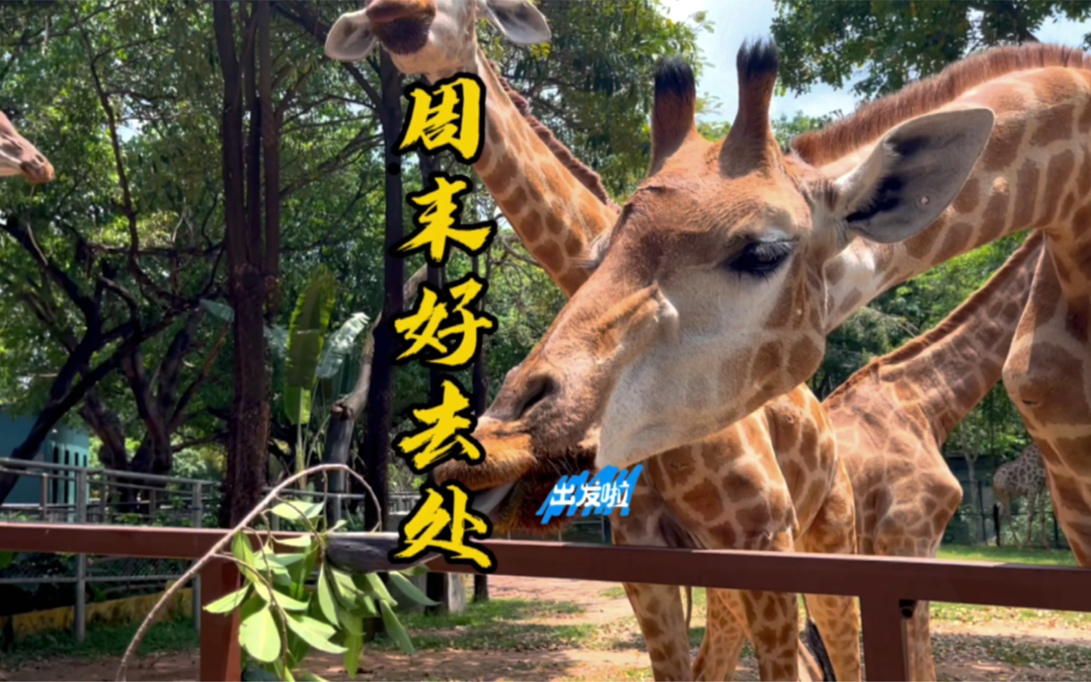 谁的童年还没有动物园啊!五一小长假不知道去哪?野生动物园超全攻略,...