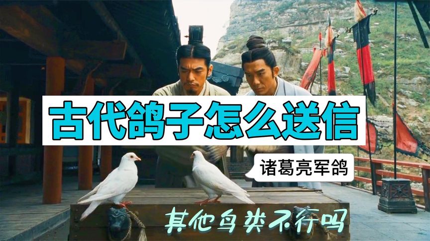 古代鸽子怎么送信 其他鸟类不行吗