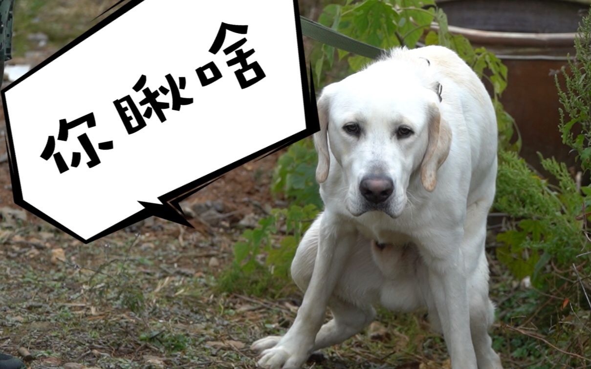 干货丨训犬(五)如何训练狗狗“定点如厕”?