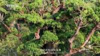 生命之歌 森林是地球上最大的生态系统,被誉为地球基因库