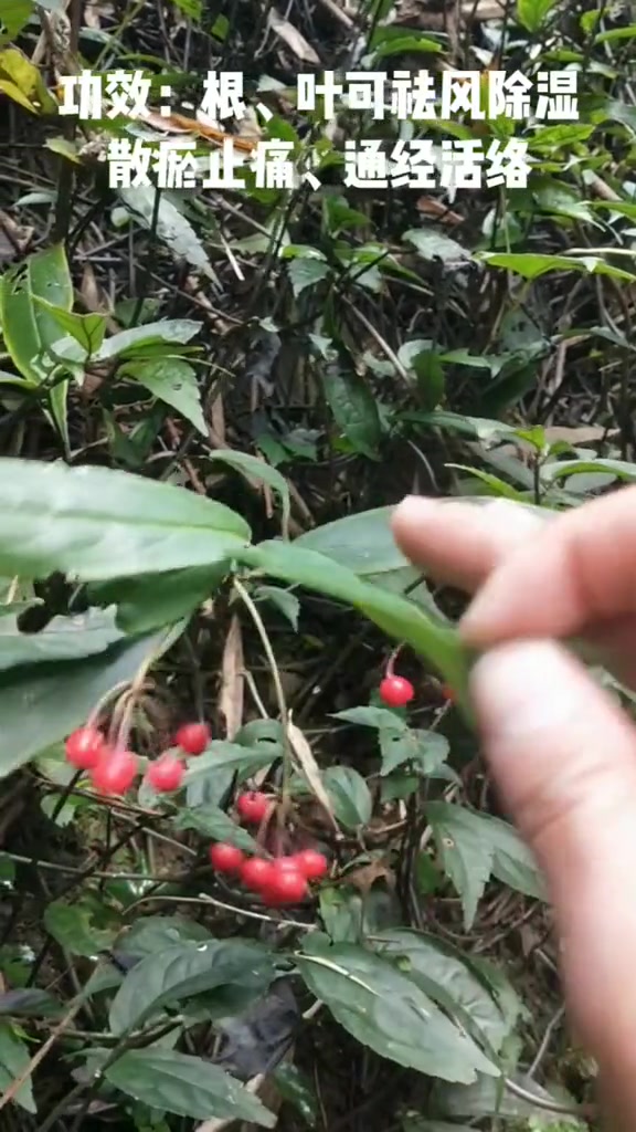 农村这种结红彤彤果子,叫朱砂根的植物,有什么功效?