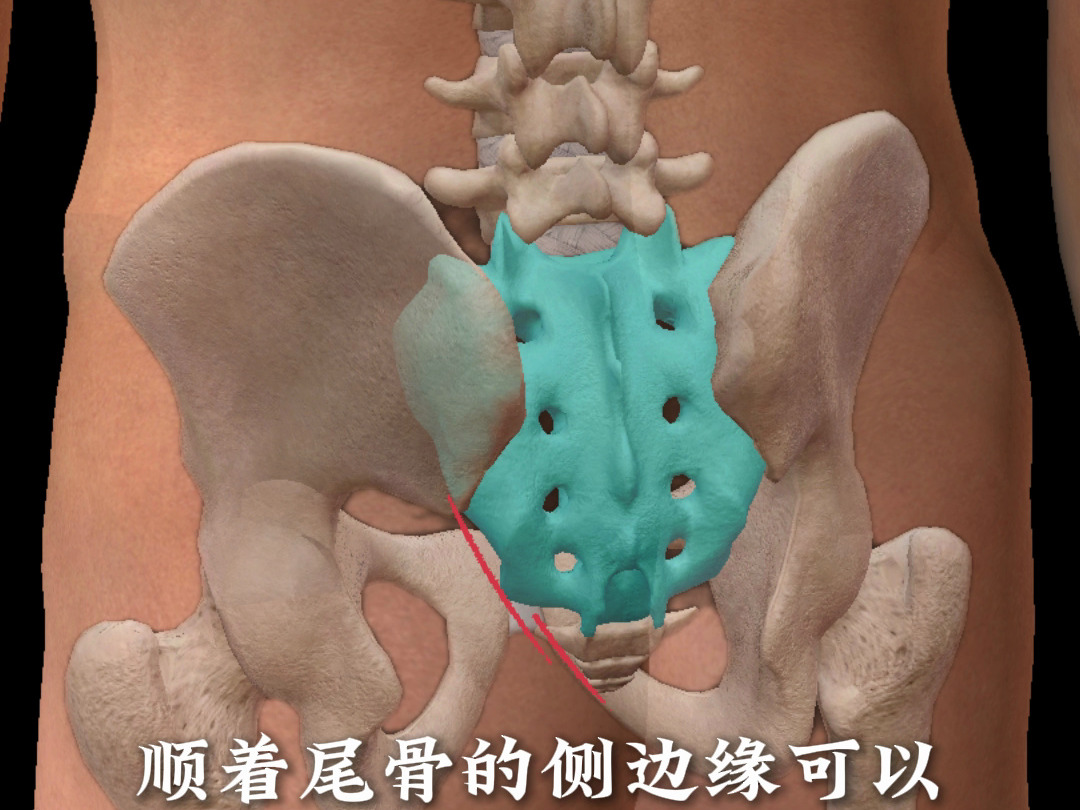 简快整骨骨性标志定位触诊 骶髂关节 尾骨 摸骨骨盆