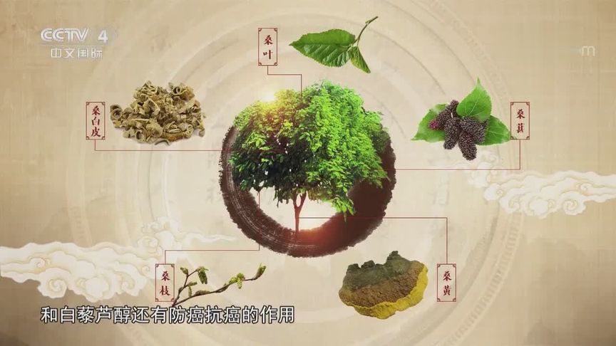 桑树浑身上下都是宝!桑叶能治疗肺热咳嗽,桑枝能缓解风湿疼痛