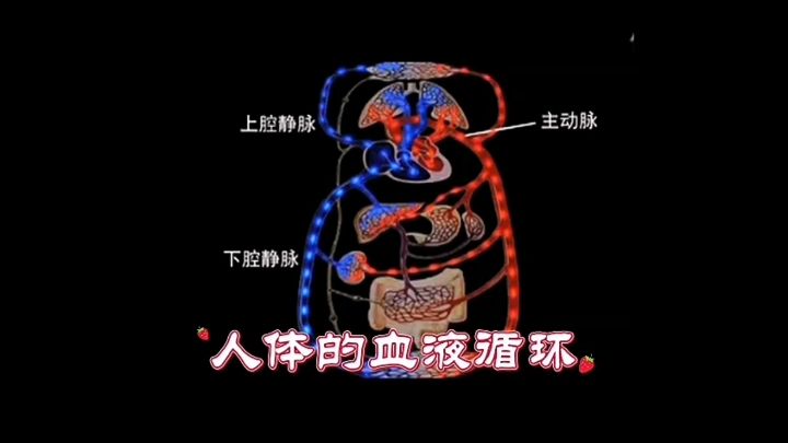 人体的血液循环完整途经